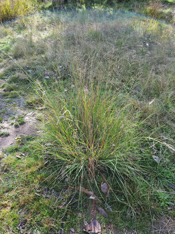Weed alert - African Lovegrass | Upper Lachlan Shire Council